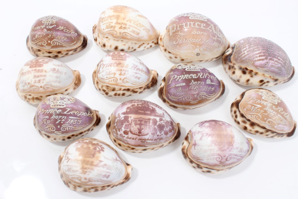 Rare set of ten Victorian carved cowrie shells - each cameo carved with ...