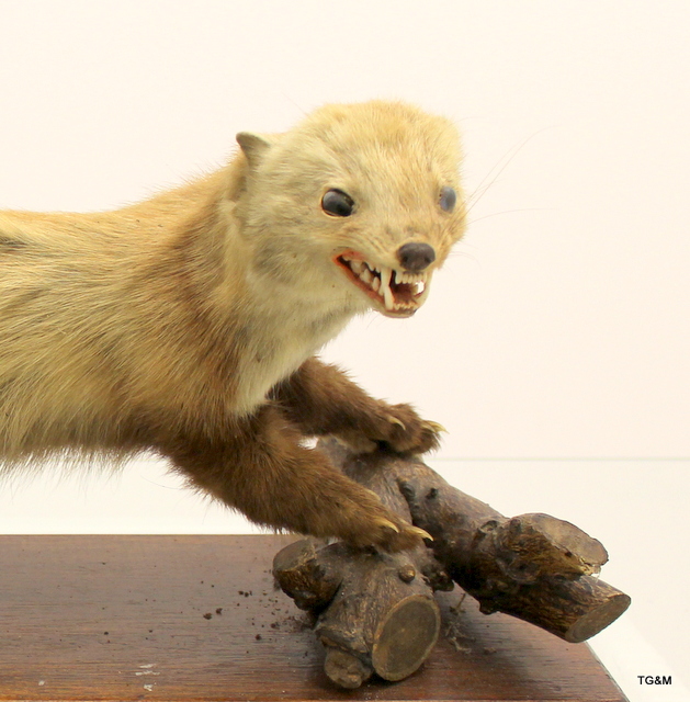 A taxidermy Ferret