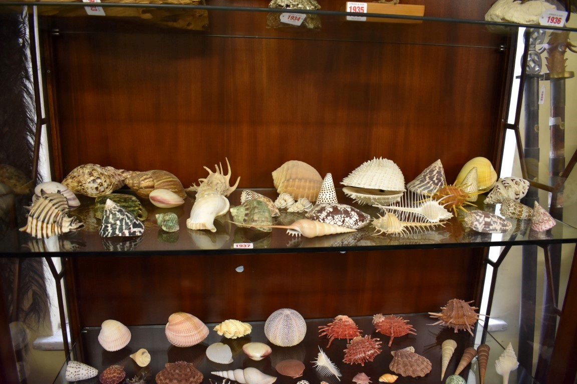 A collection of exotic shells. (One shelf)