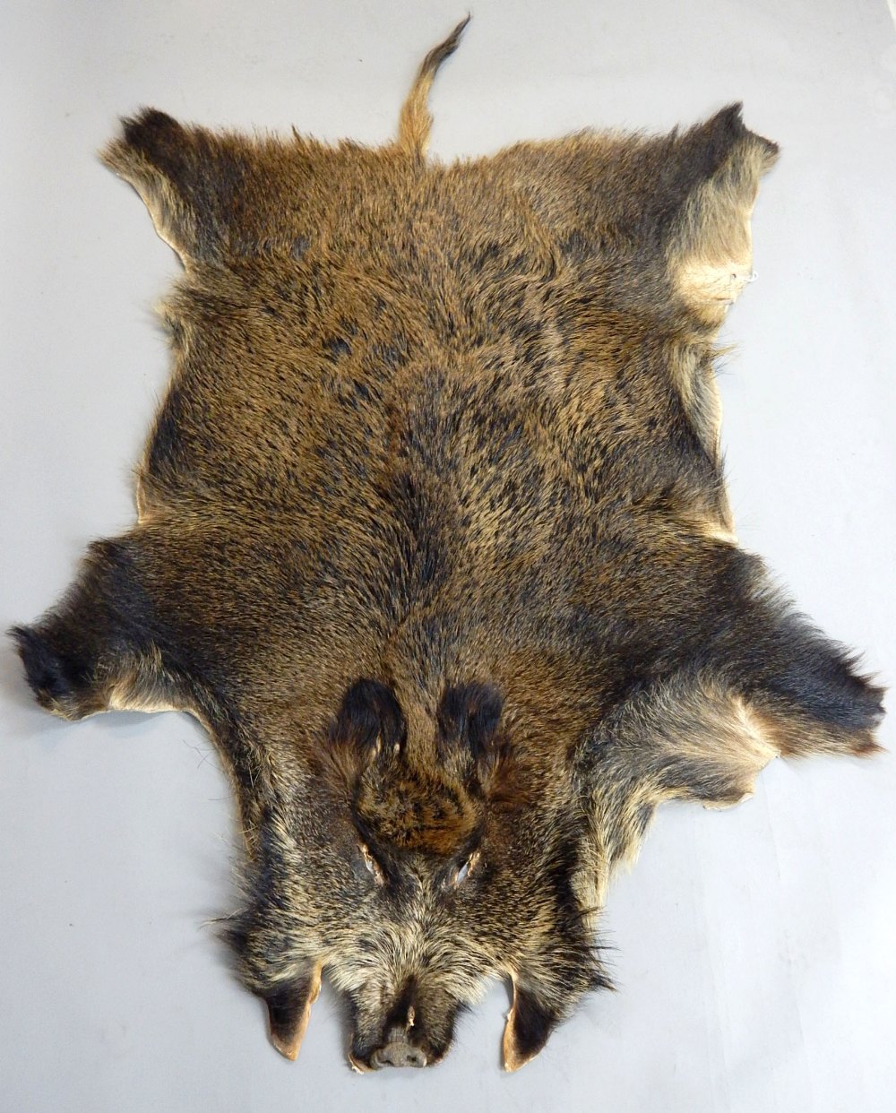 Wild Boar taxidermy skin rug, 181cm l