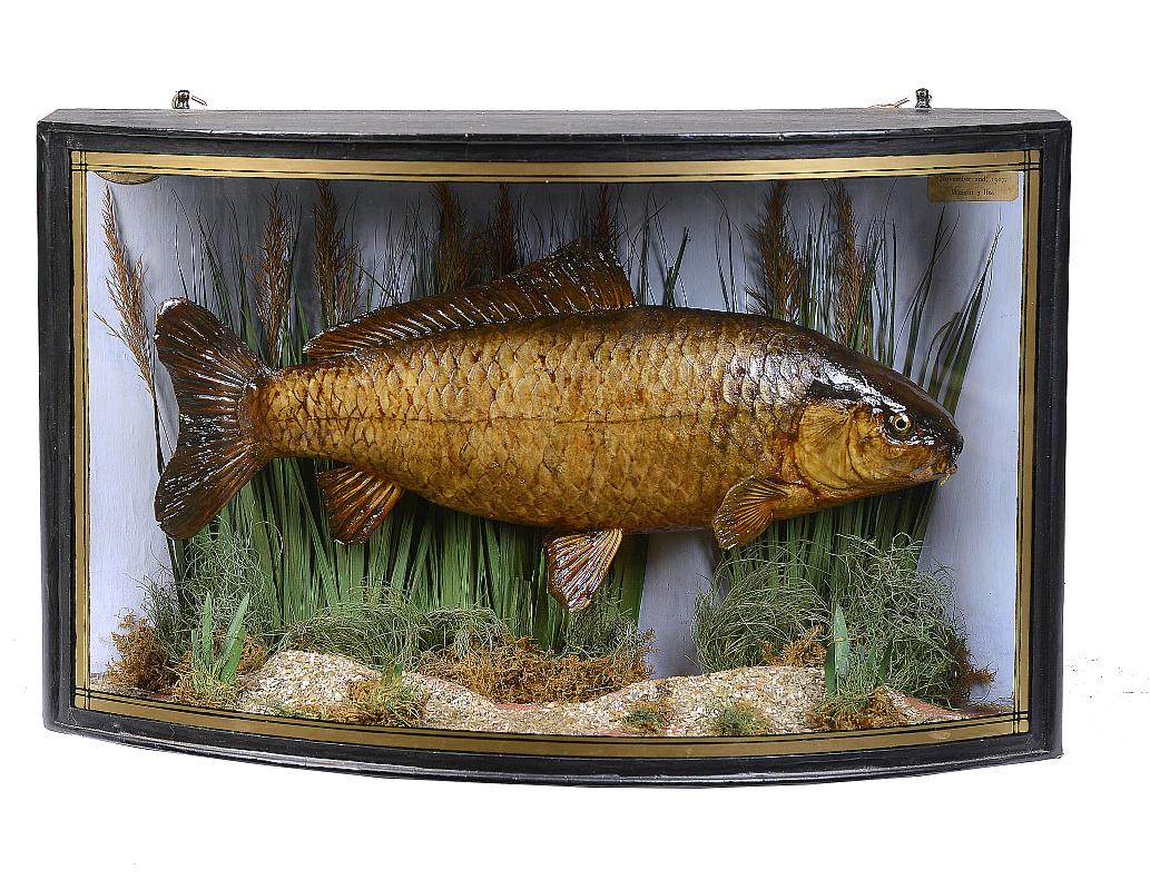 Taxidermy: A common Carp mounted in a bow front glass case early 20th ...
