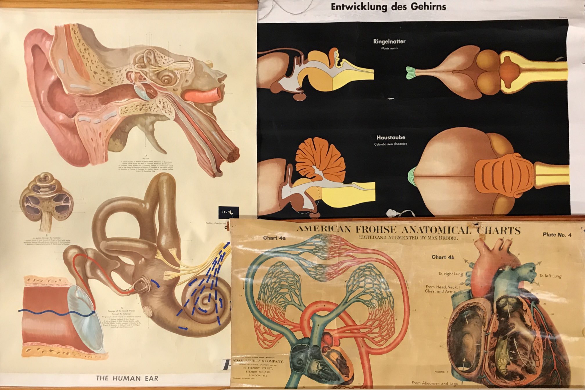 A vintage Max Brodel anatomical wall chart of the heart, W. 104cm ...