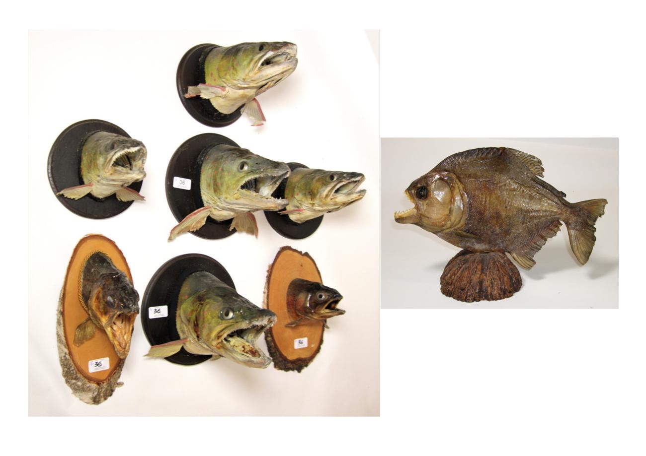 Taxidermy Fish: A Collection of Various Mounted Fish Heads, circa late ...