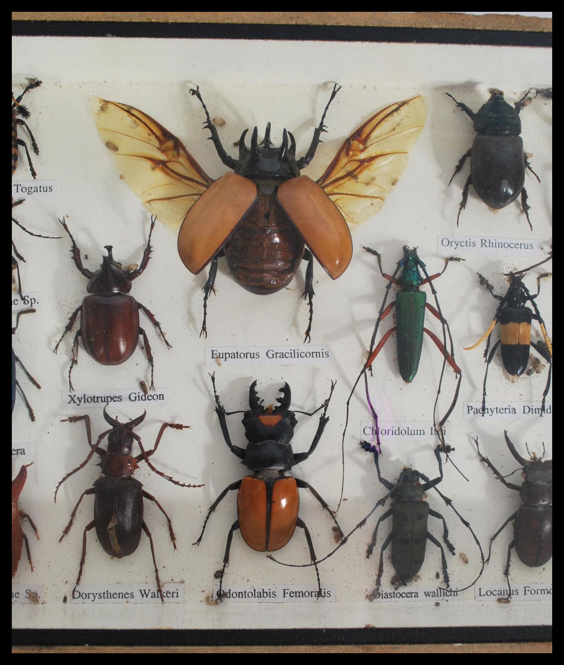 A cased collection of vintage taxidermy / scientific insect bug ...
