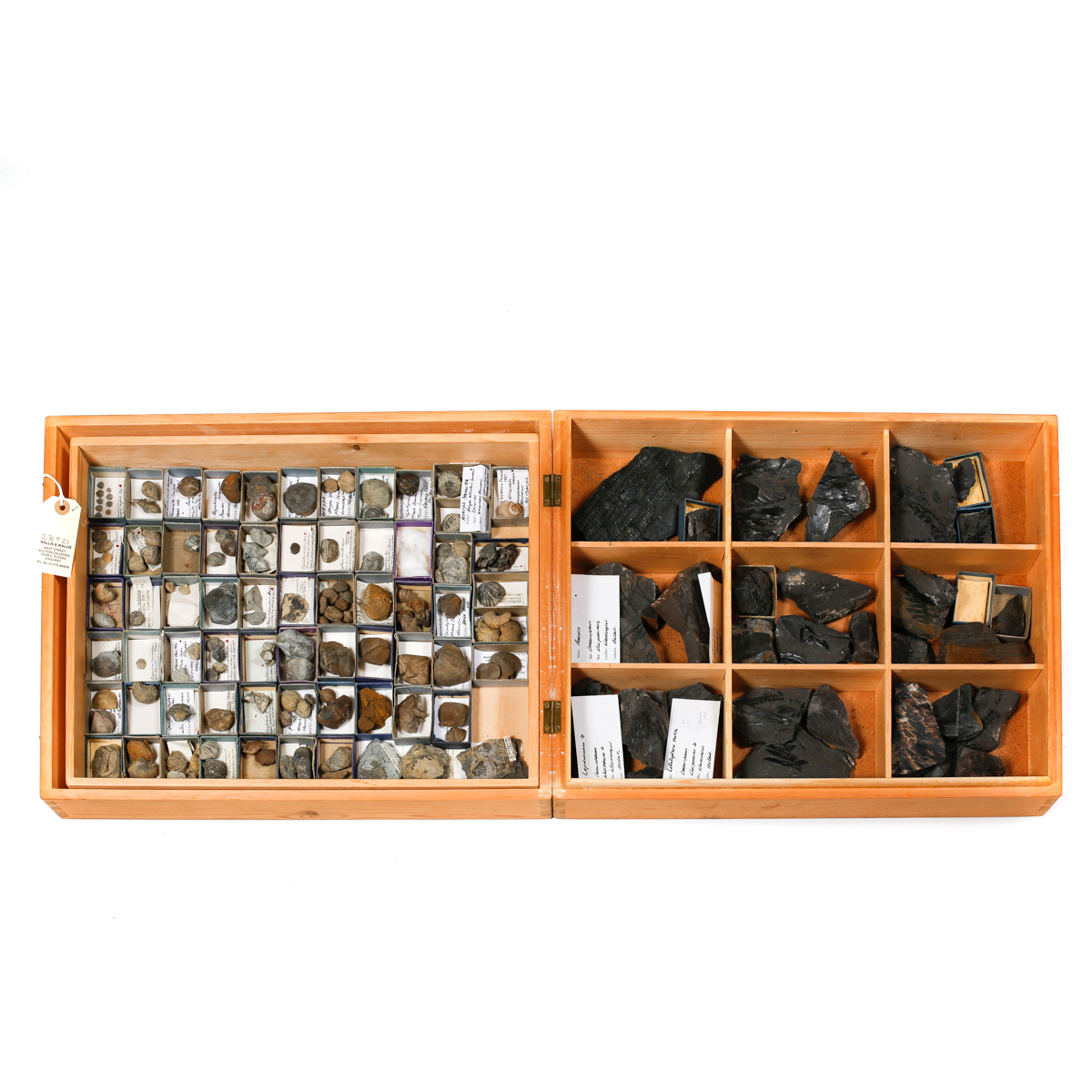 A wooden museum storage box containing two trays of fossils. Including ...
