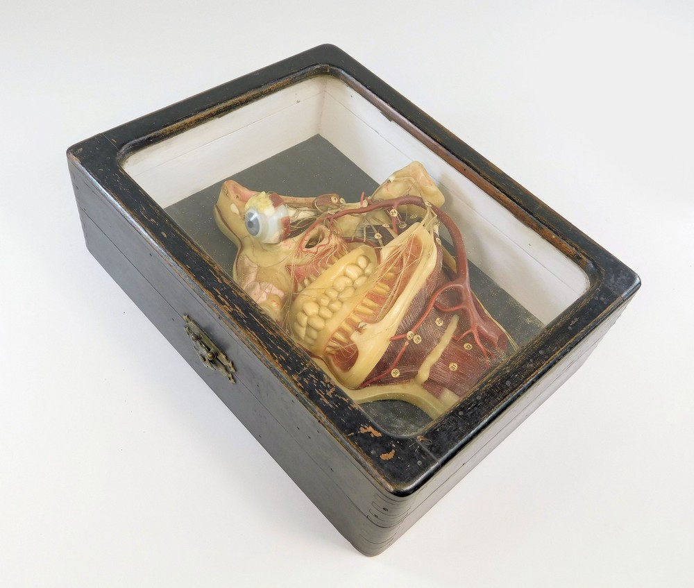 WAX ANATOMICAL MODEL.A German wax, student's model of a dissected head ...