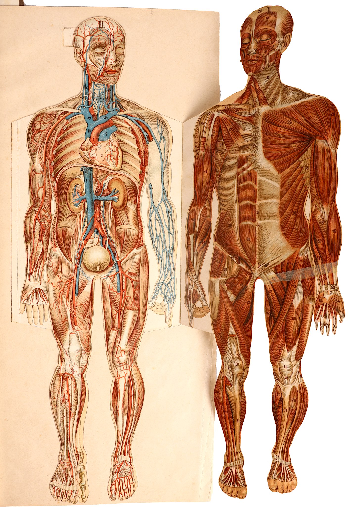 MANIKINS Dr Minder s Anatomical Manikin Of The Human Body Edited By manikins-dr-minder-s-anatomical-manikin-of-the-human-body-edited-by