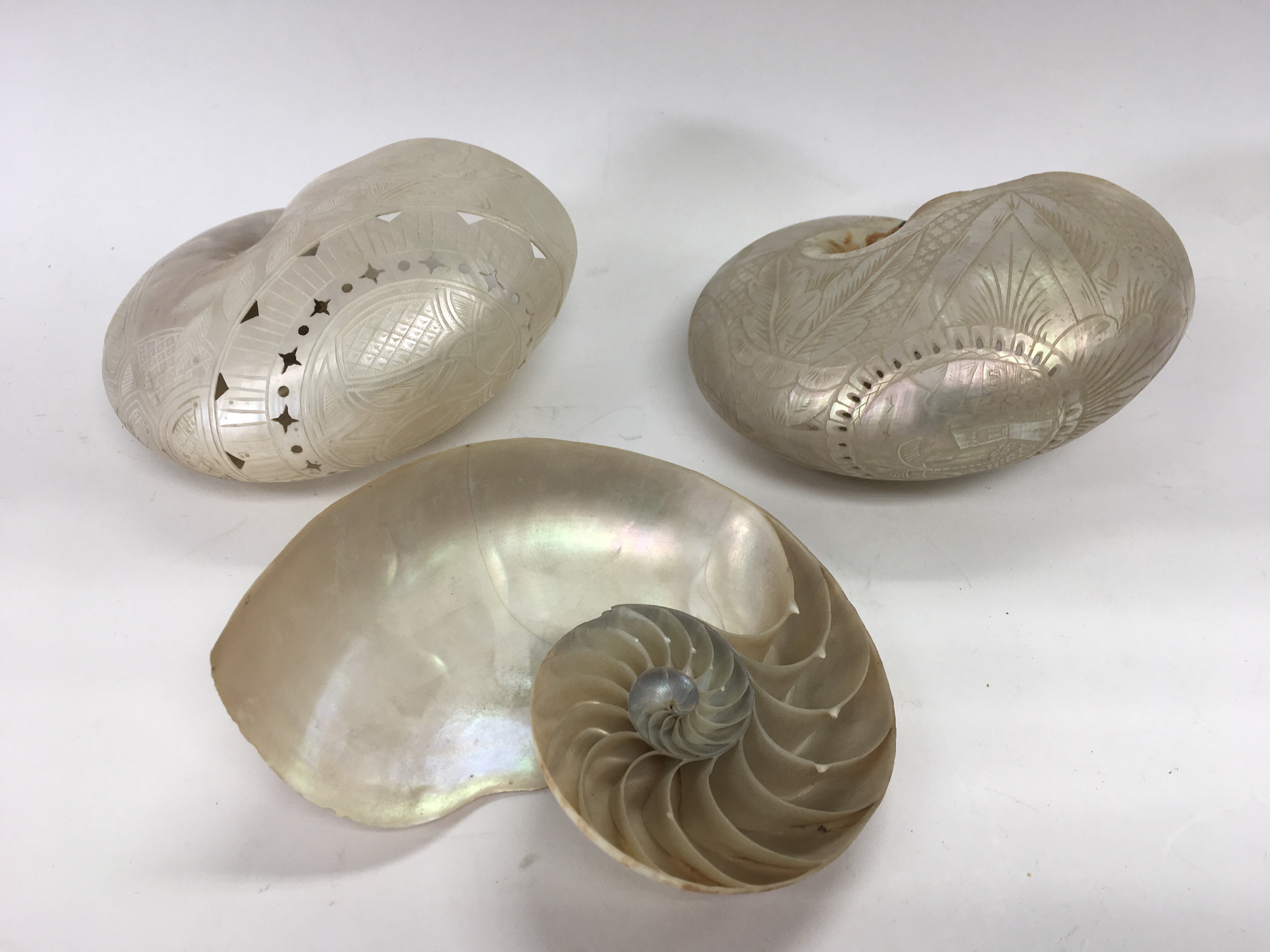 Three nautilus shells.