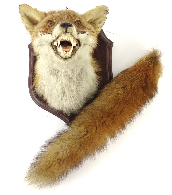 A taxidermied fox head trophy, and neck mount on a hardwood shield ...