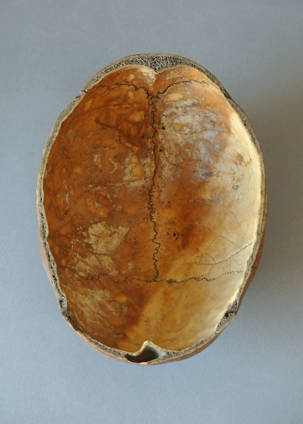 AN 18TH/19TH CENTURY TIBETAN HUMAN SKULL KAPALA. (h 8.5cm x w 19cm x d ...