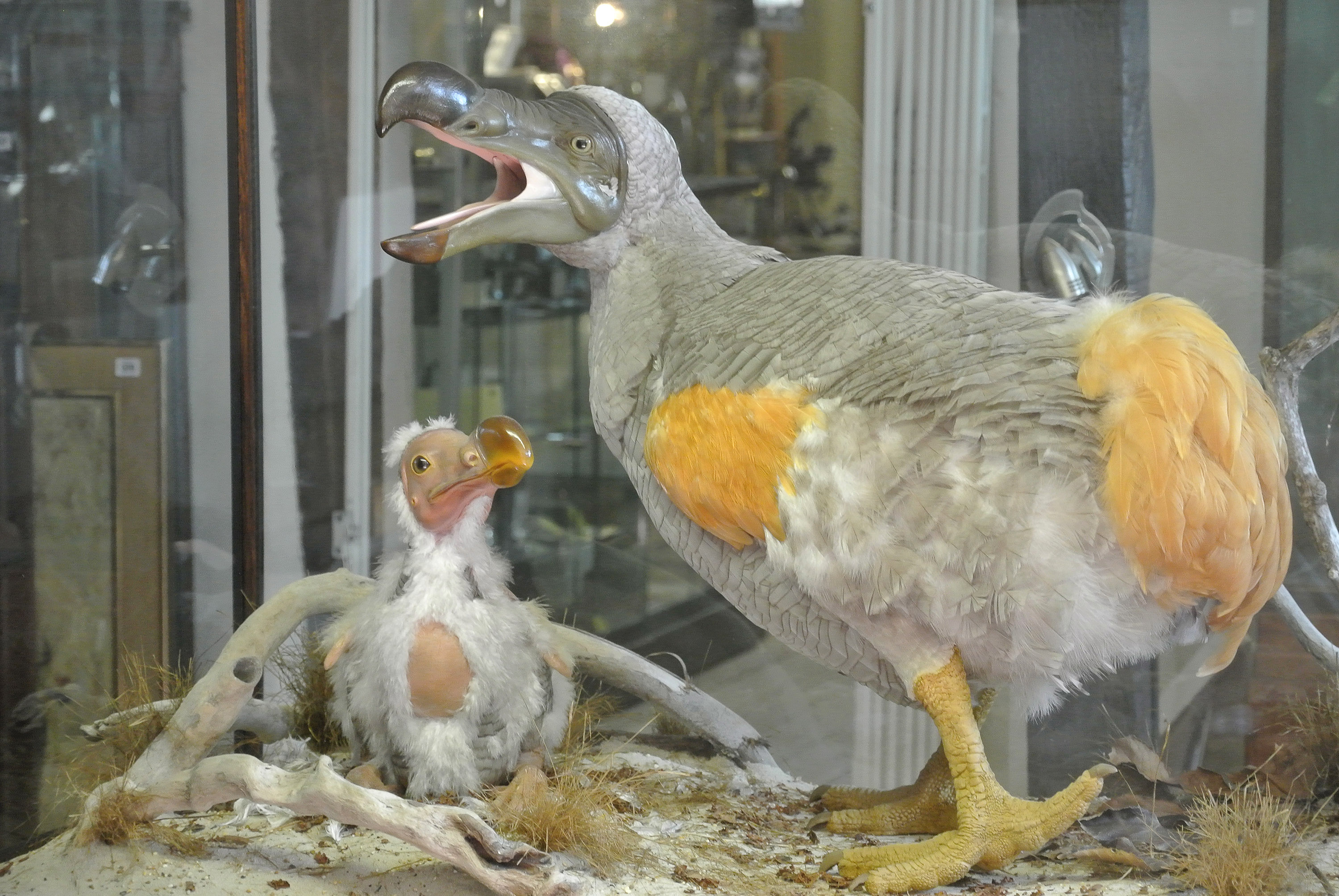 A 21ST CENTURY KENDAL MUSEUM CASED DODO & CHICK DIORAMA Created by Carl ...