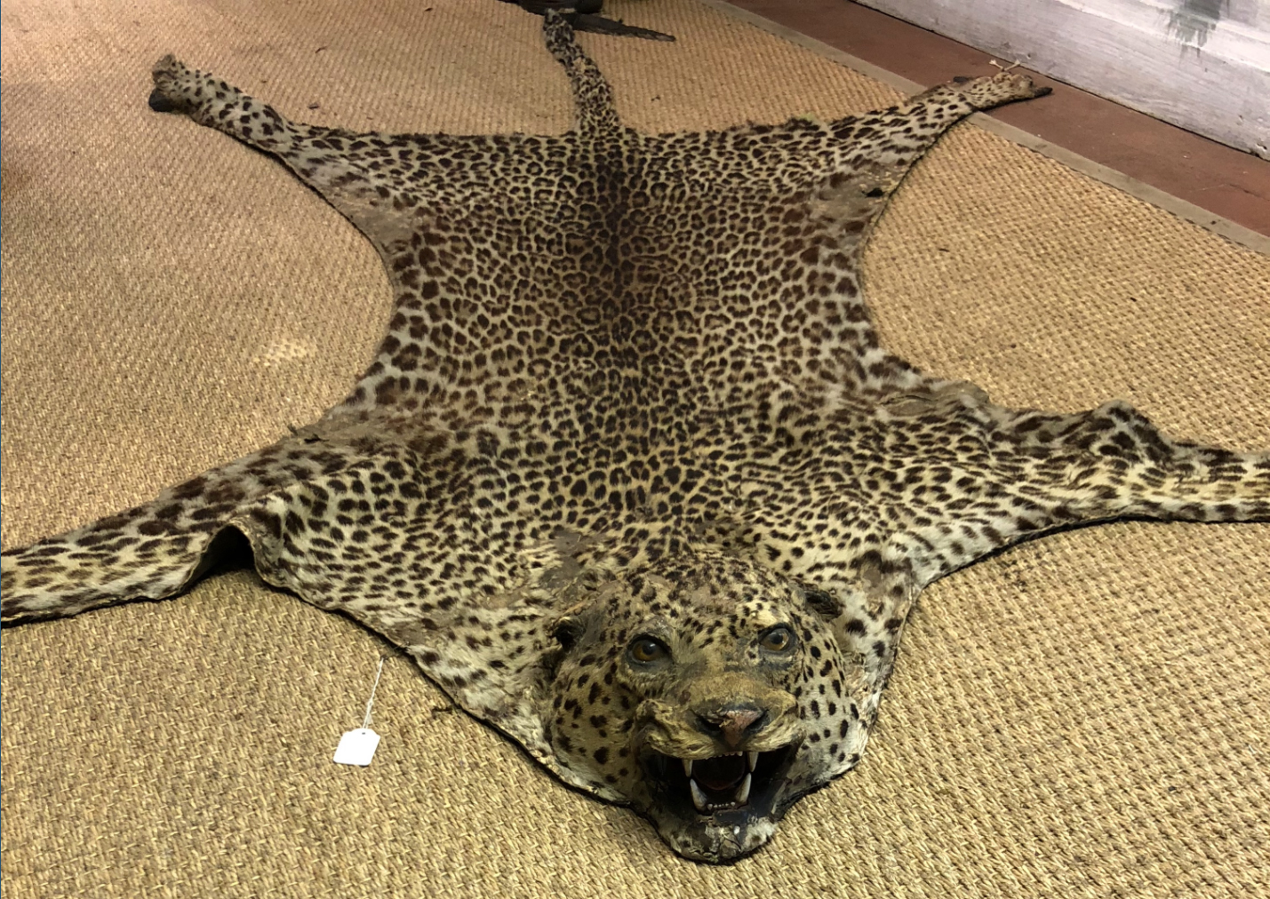 A LATE 19TH CENTURY TAXIDERMY LEOPARD SKIN WITH MOUNTED HEAD. (l 260cm ...