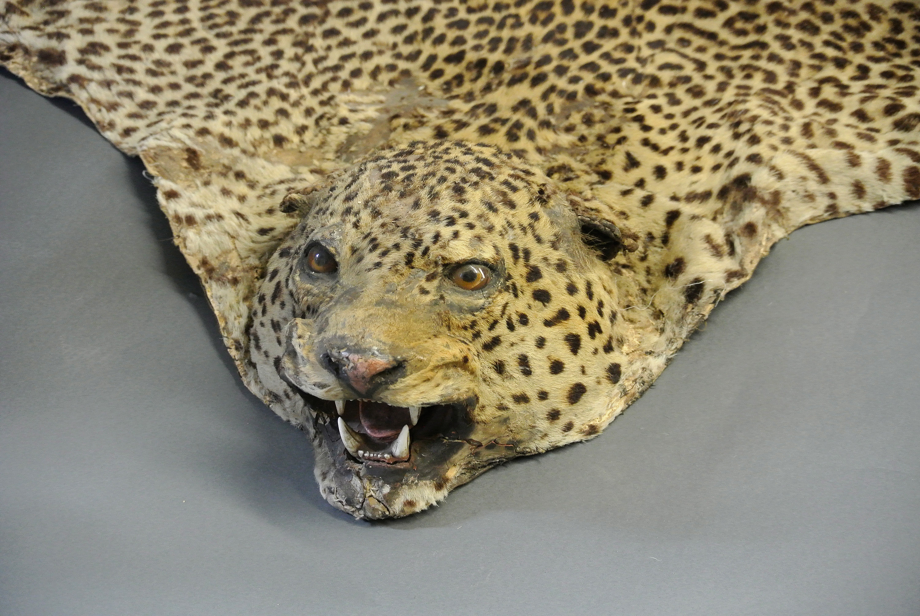 A LATE 19TH CENTURY TAXIDERMY LEOPARD SKIN WITH MOUNTED HEAD. (l 260cm ...
