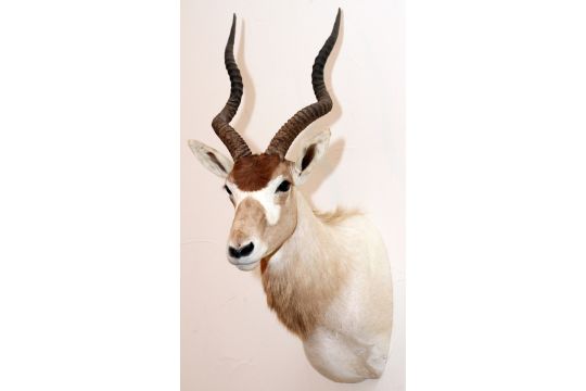 ADDAX ANTELOPE, TROPHY MOUNT, H 43", W 23", D 24"Addax antelope (Addax ...