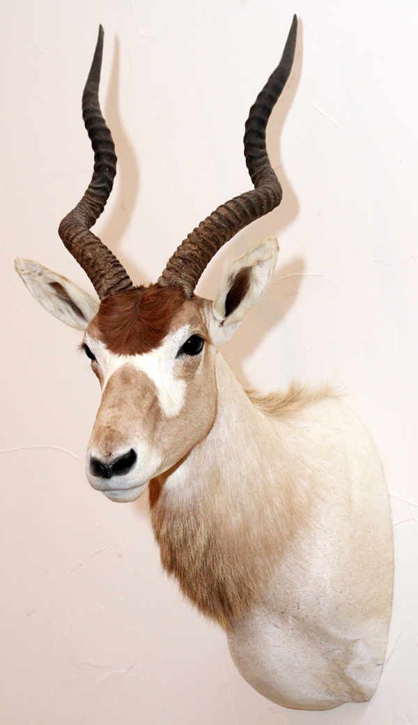 ADDAX ANTELOPE, TROPHY MOUNT, H 43", W 23", D 24"Addax antelope (Addax ...