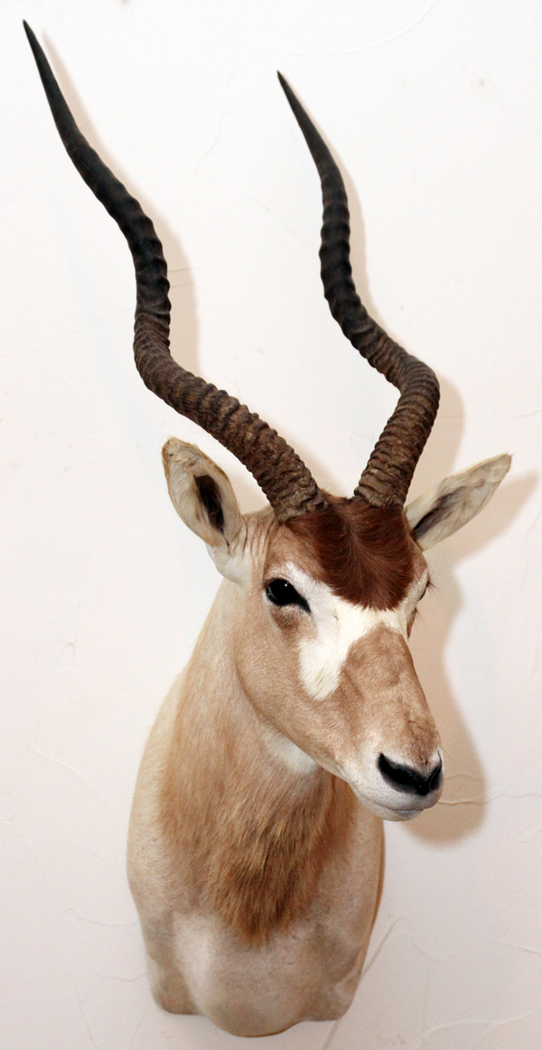 ADDAX ANTELOPE, TROPHY MOUNT, H 43", W 23", D 24"Addax antelope (Addax ...