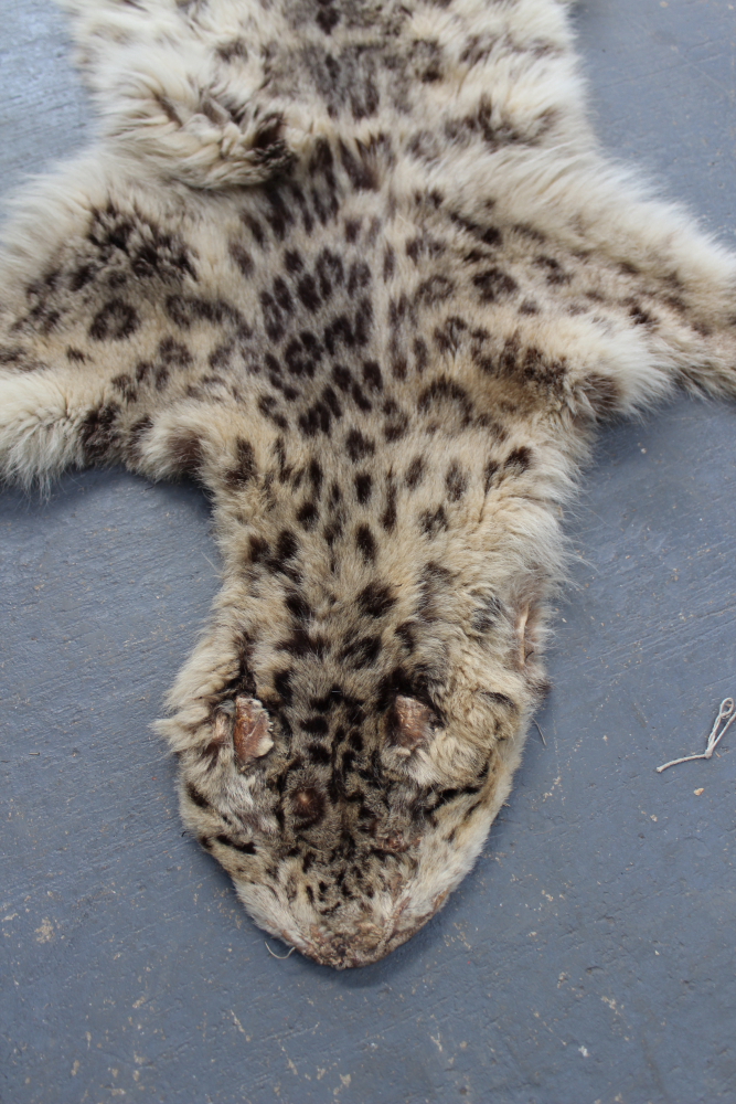 A large antique snow leopard pelt.