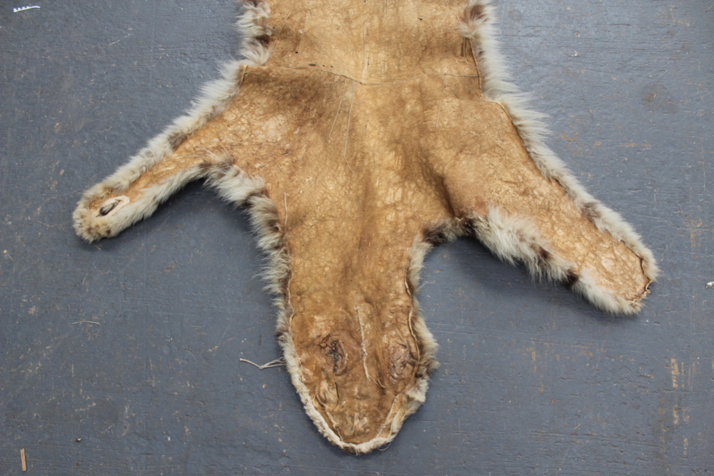 A large antique snow leopard pelt.