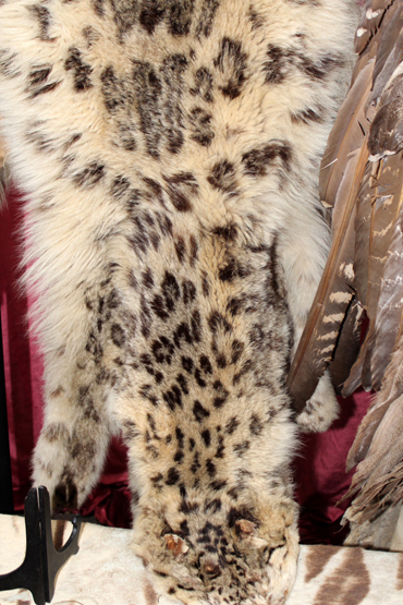A large antique snow leopard pelt.