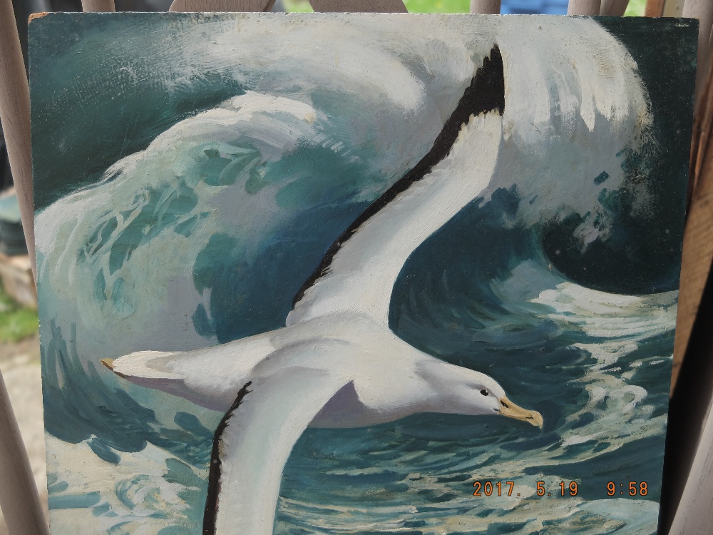 Keith Shackleton (Wildlife Artist) Oil on Board of Albatross Gliding ...