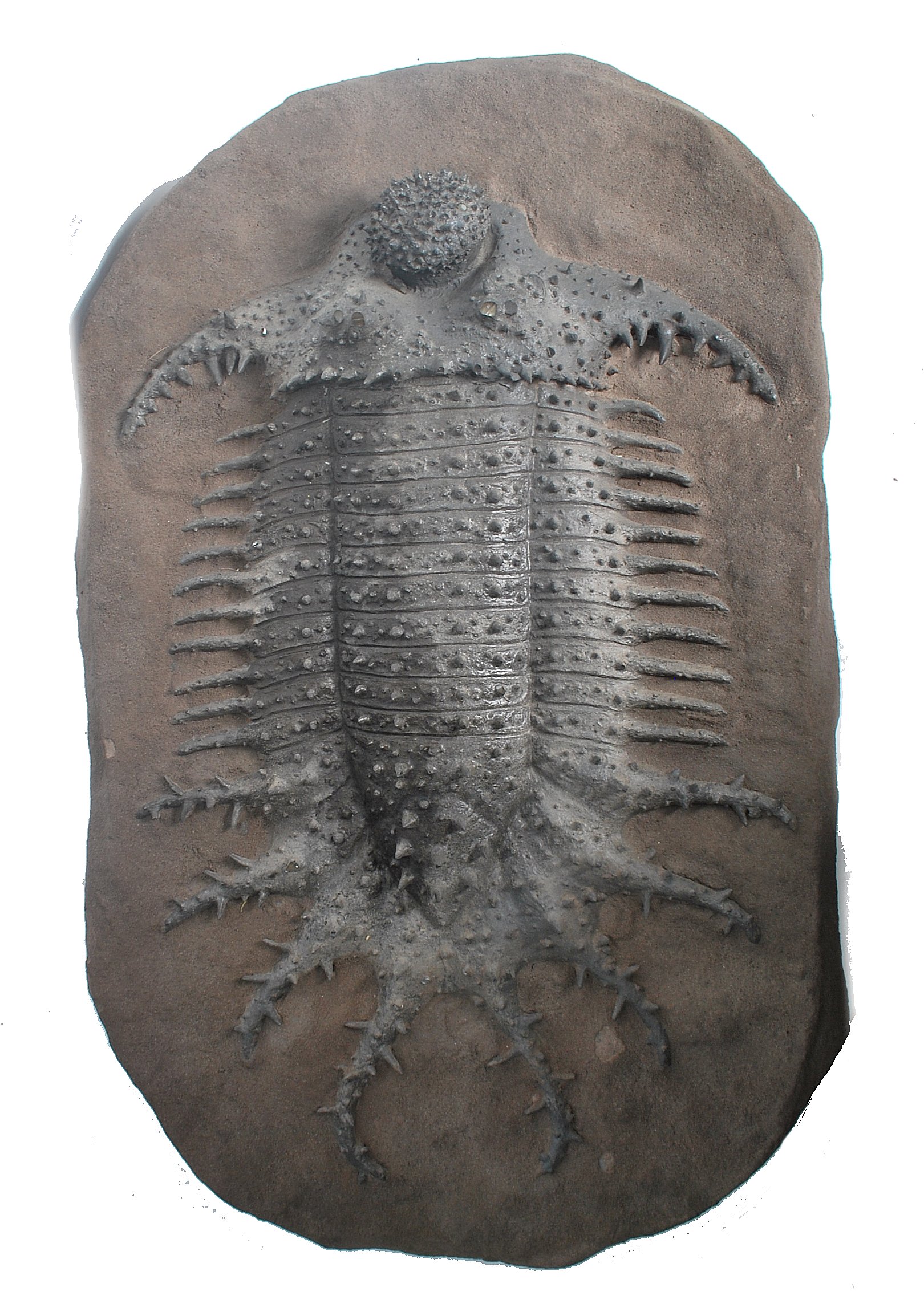 An unusual 20th century museum made large fibre glass cast of ...