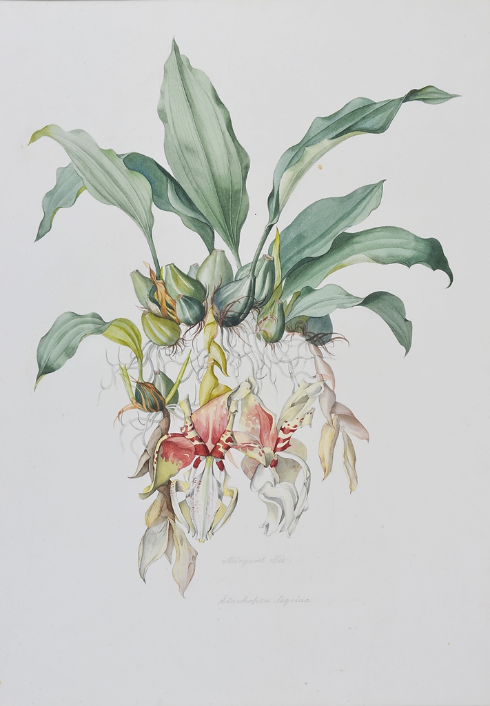 Margaret Mee, M.B.E. (British, 1909-1988): Stanhopea Tigrina, botanical ...