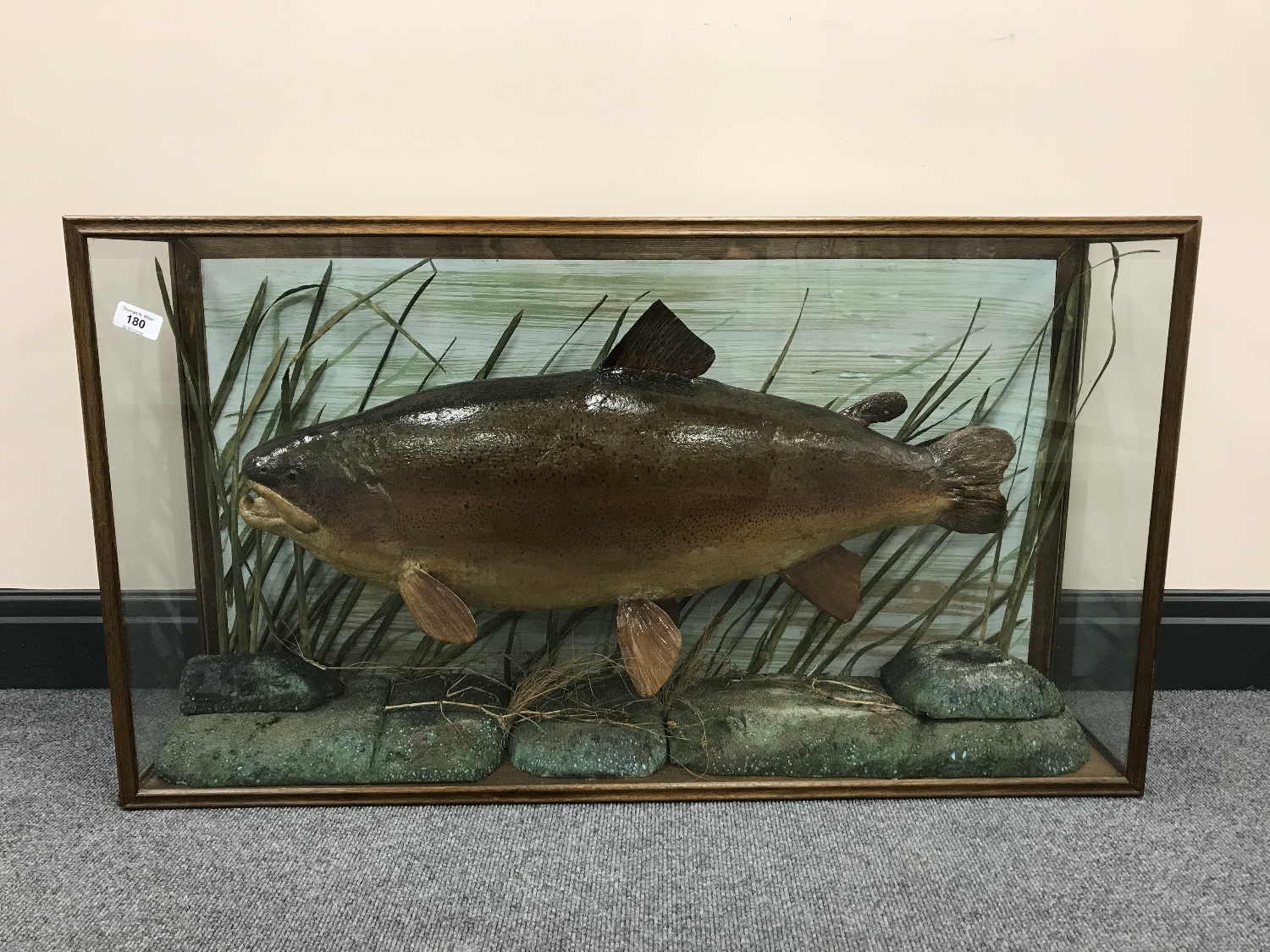 A taxidermy fish in display case - Trout, length 94 cm.