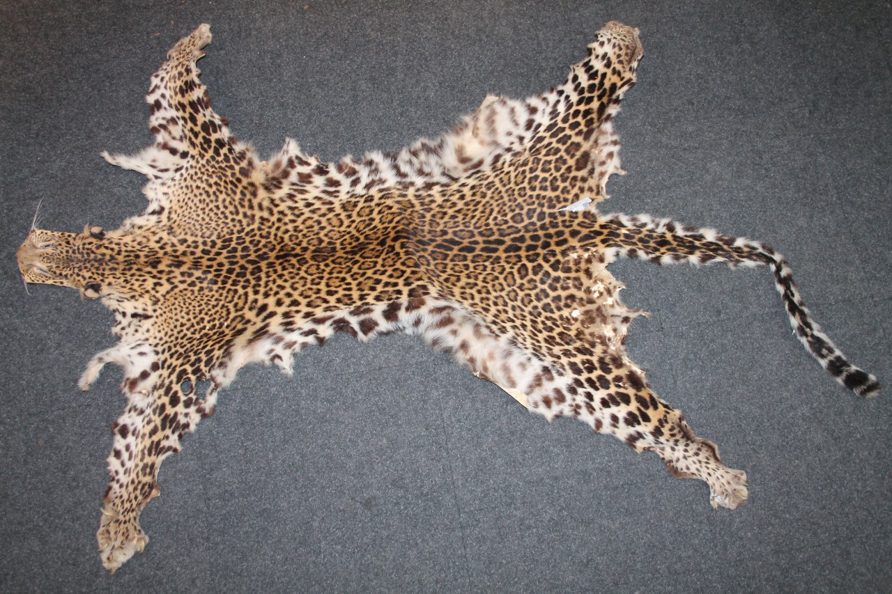 An early 20thC leopard skin rug, with partial and tail, 190cm x 105cm. (AF)