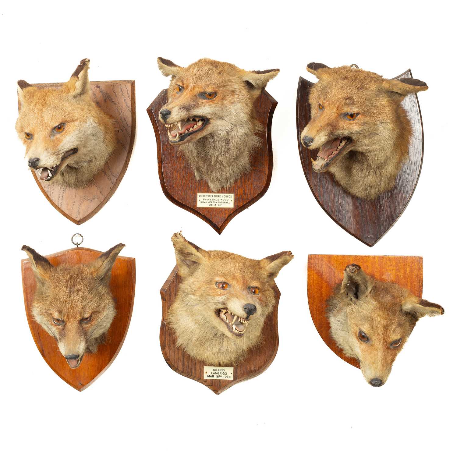 Six taxidermy fox masks, each mounted on a shield-shaped wooden ...