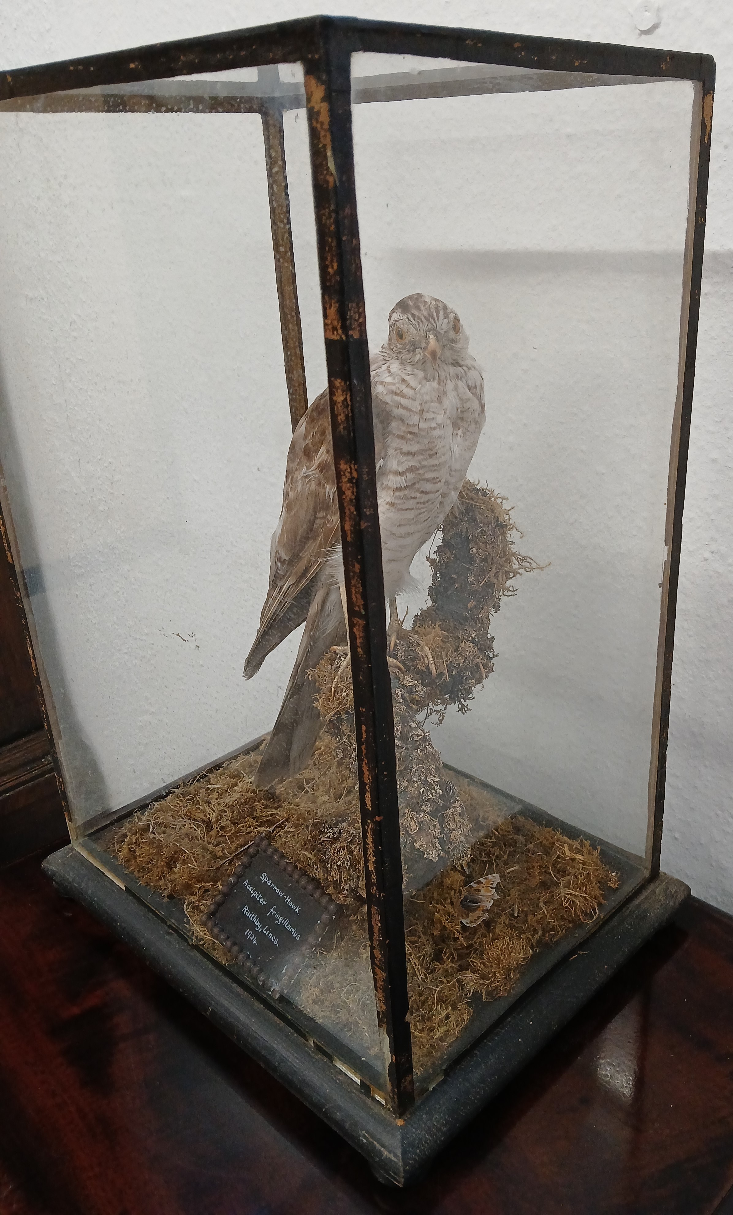 Taxidermy Sparrow hawk "Raithby Lincs 1934" in rectangular case, 29cm w ...