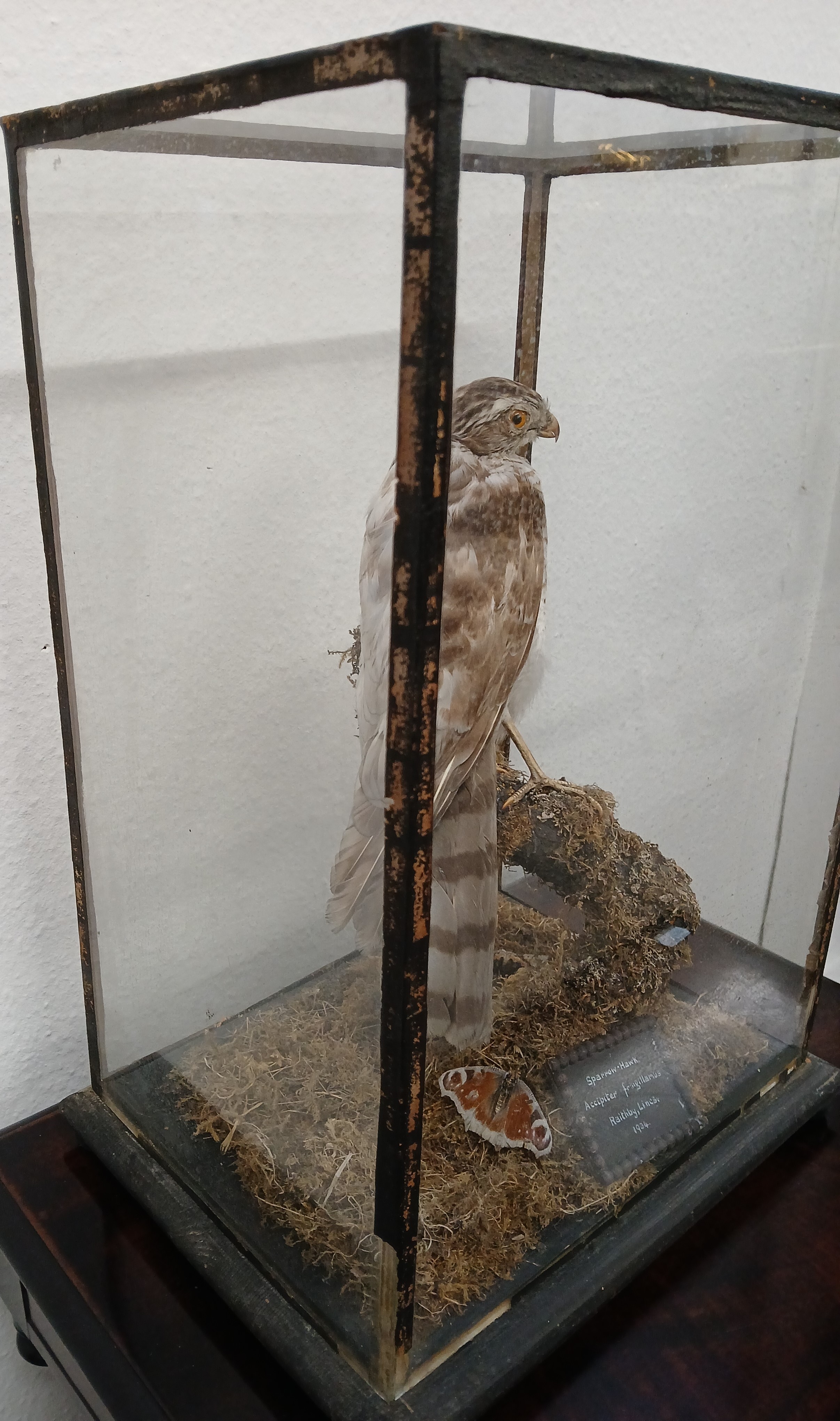 Taxidermy Sparrow hawk "Raithby Lincs 1934" in rectangular case, 29cm w ...