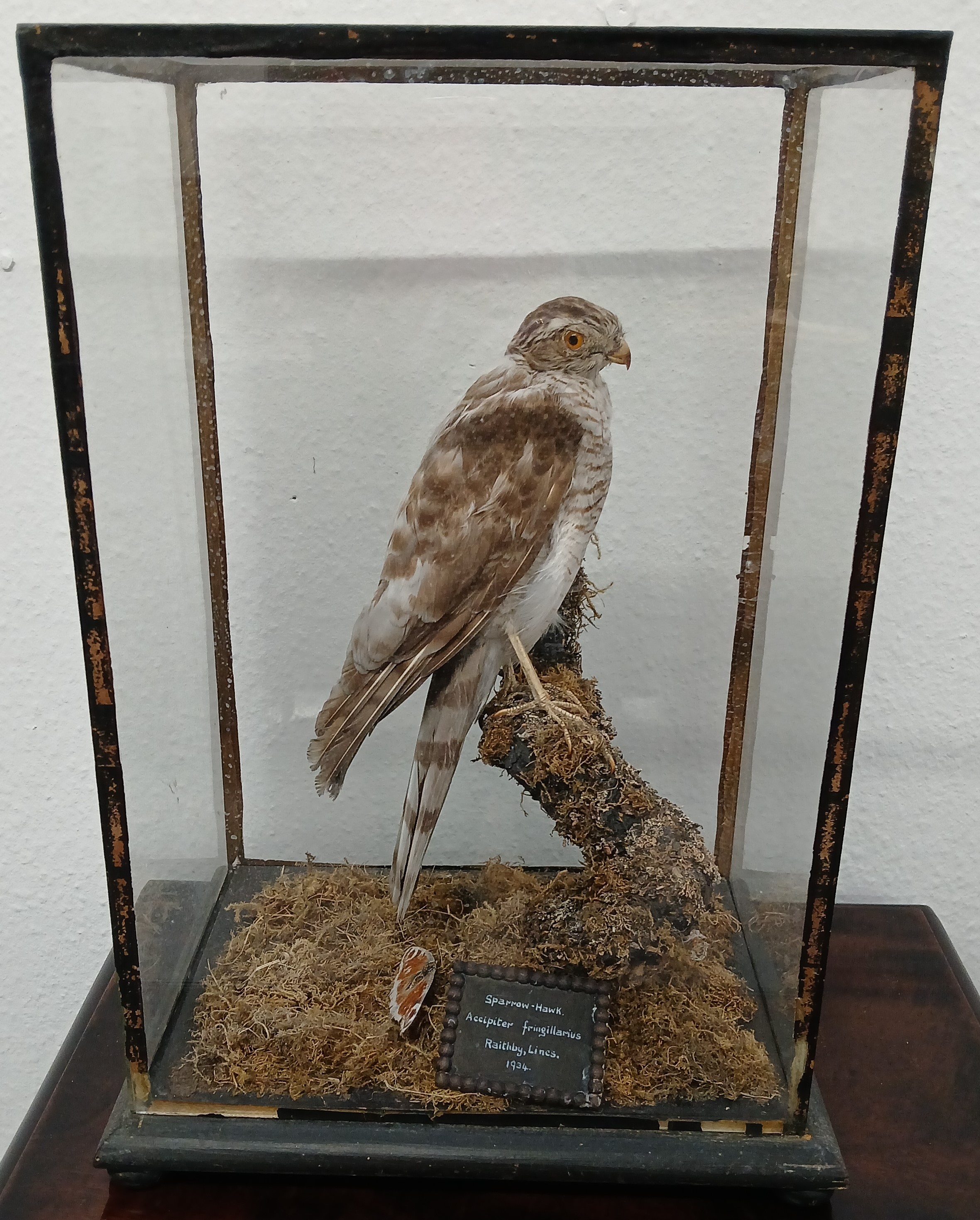 Taxidermy Sparrow hawk "Raithby Lincs 1934" in rectangular case, 29cm w ...