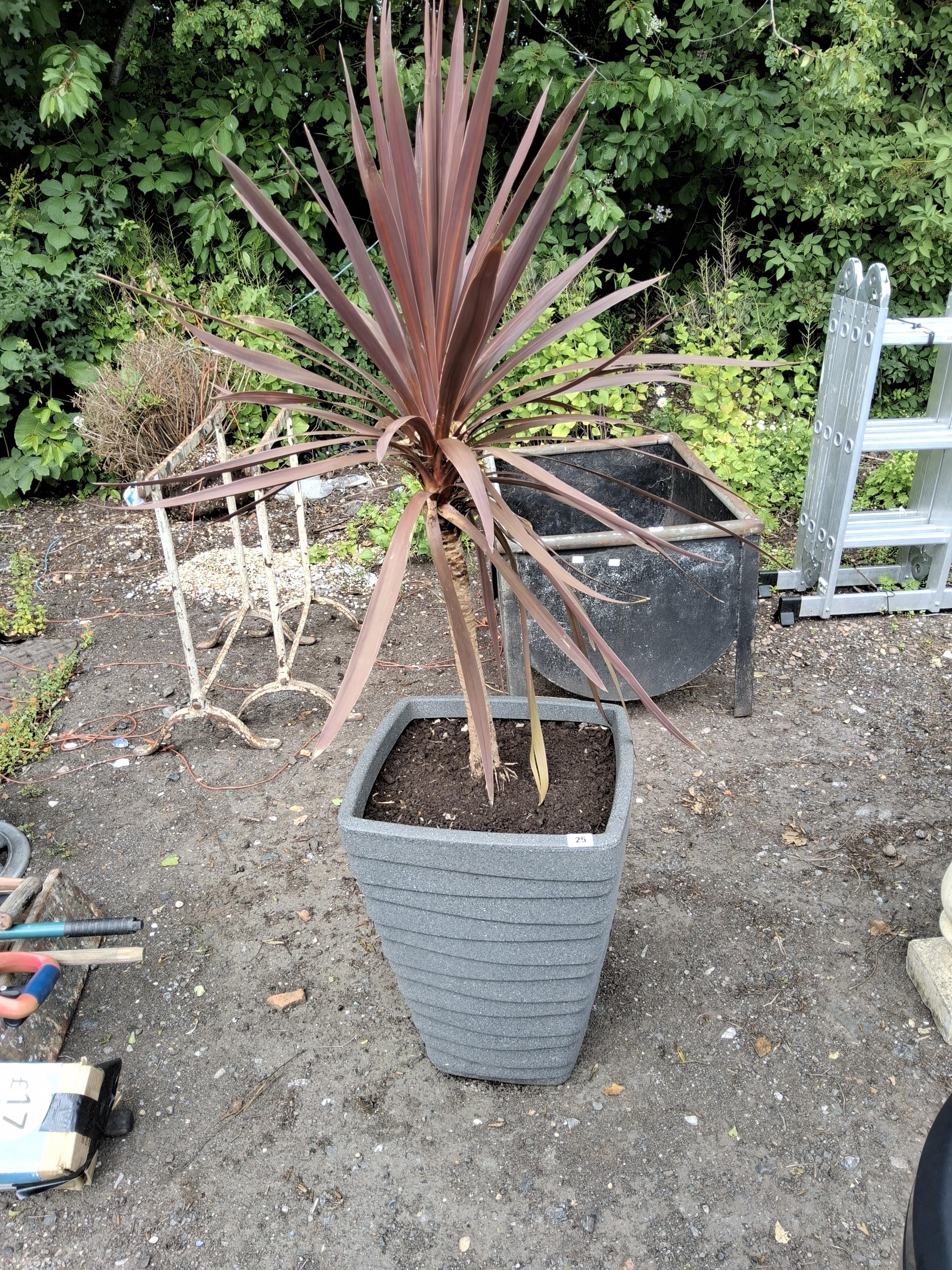 A TAPERED SQUARE PLASTIC PLANT POT with tree planted