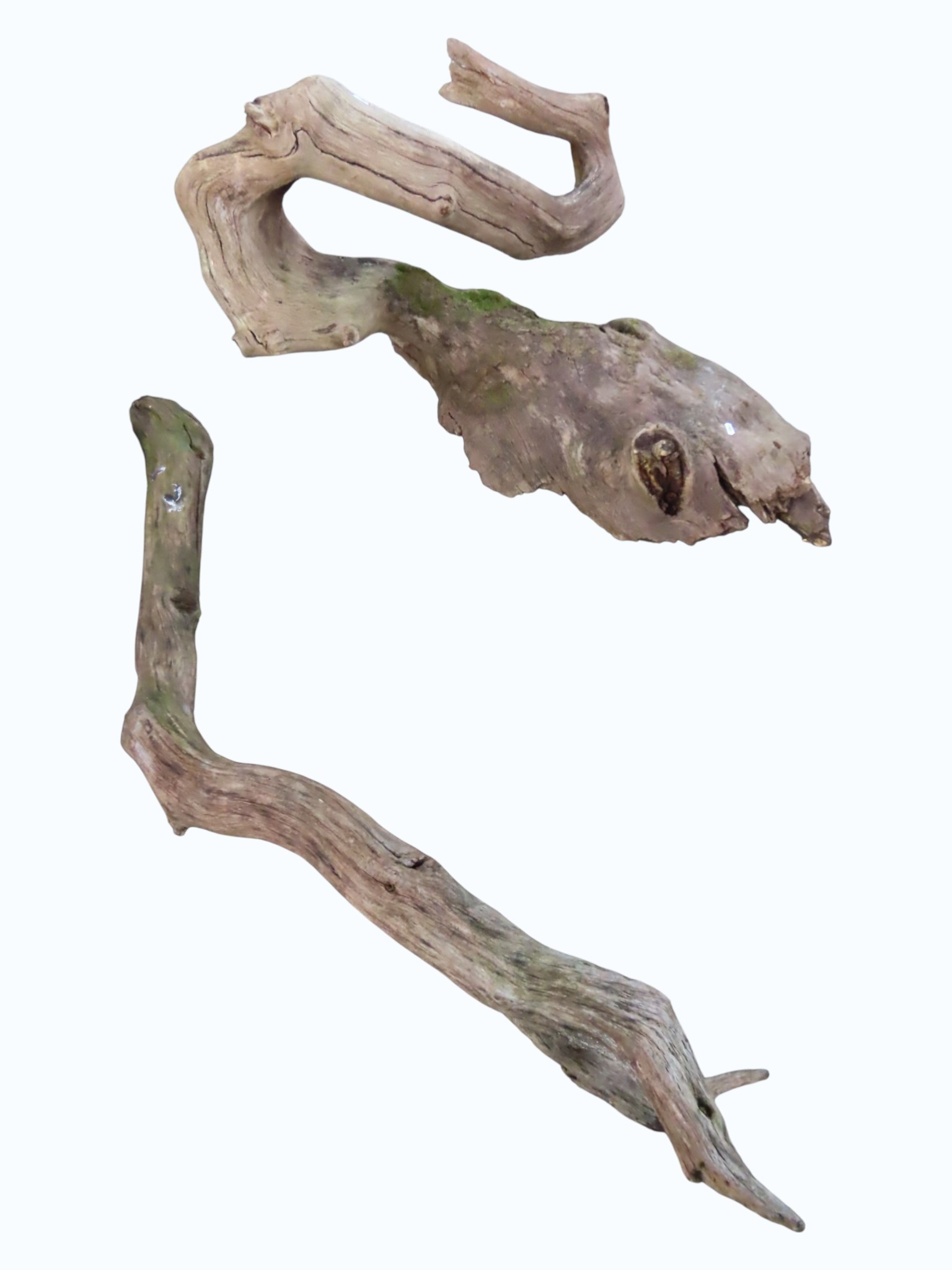 Two weathered moss encrusted sculptural tree roots, the larger piece 65 ...