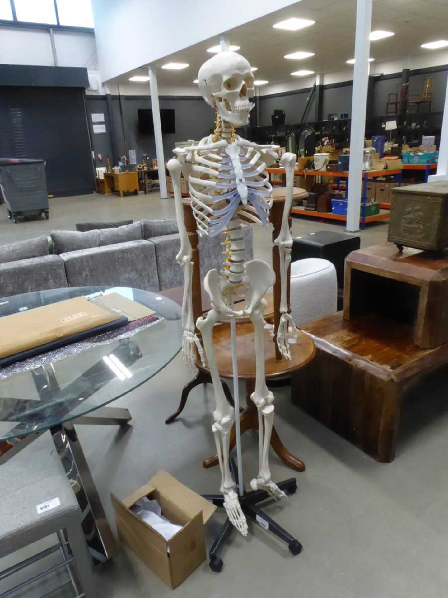 +VAT Model of the human skeleton