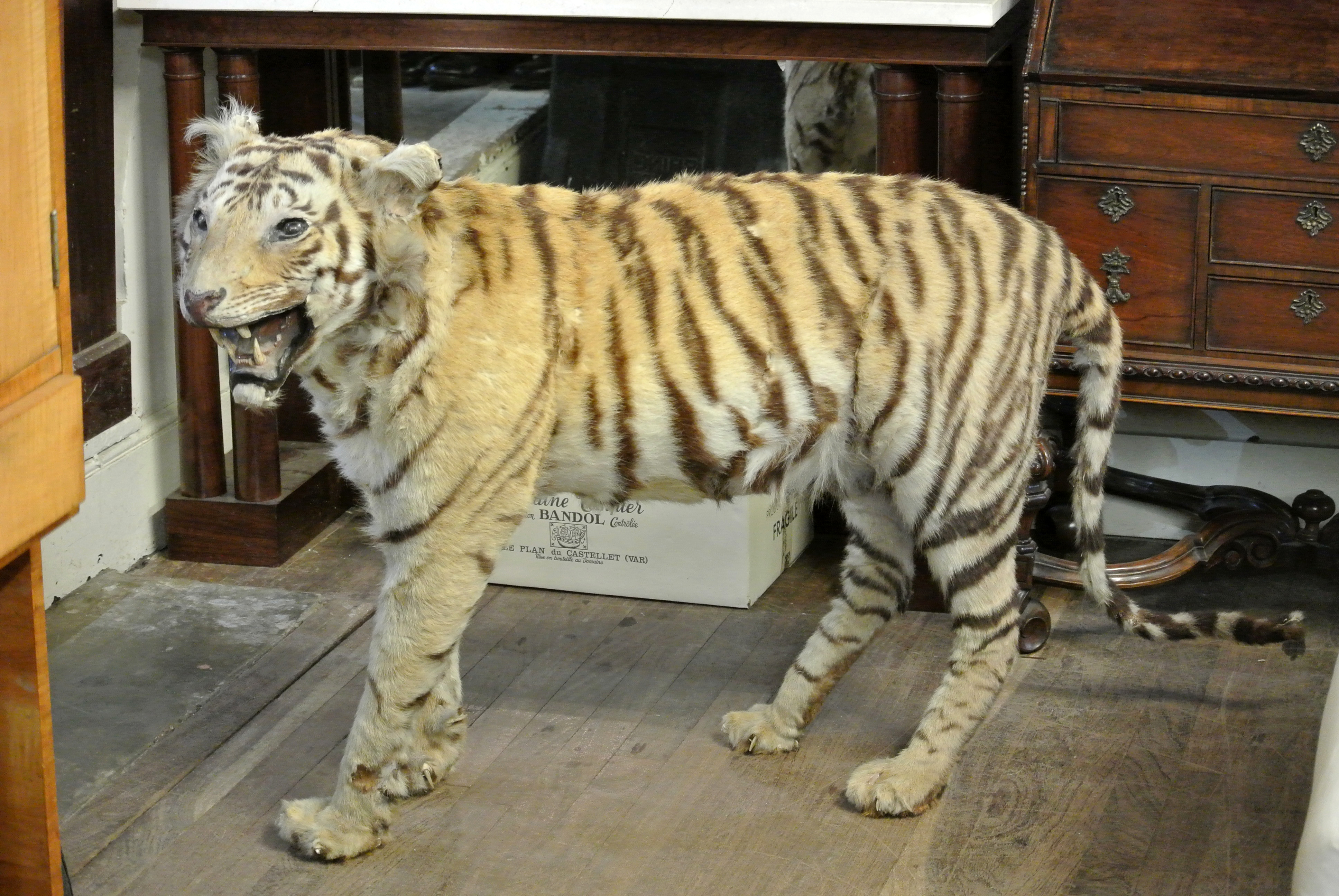 A LATE 19TH CENTURY TAXIDERMY TIGER. (h74cm x w142cm x d 32cm)