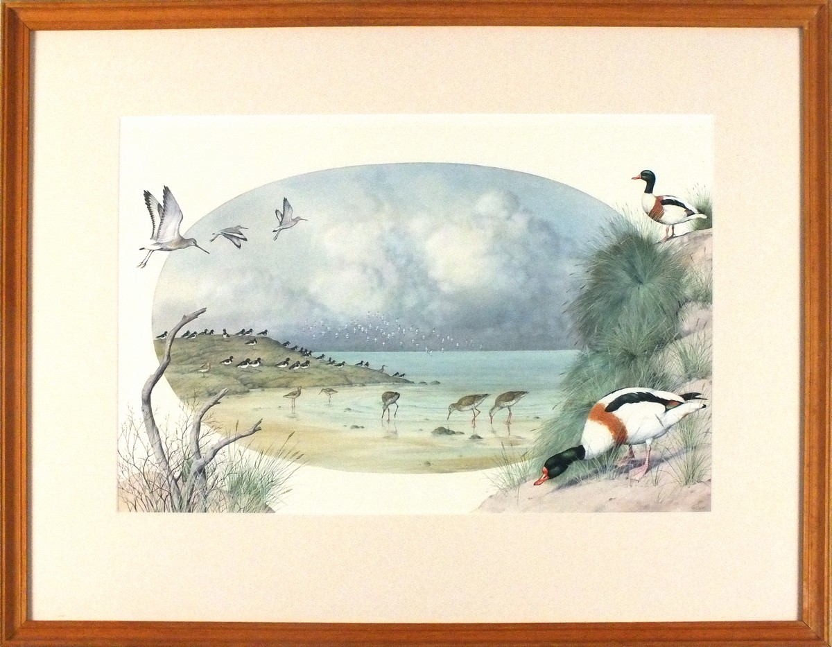 Peter BARRETT (British b. 1935) Waterfowl - an illustration painted as ...
