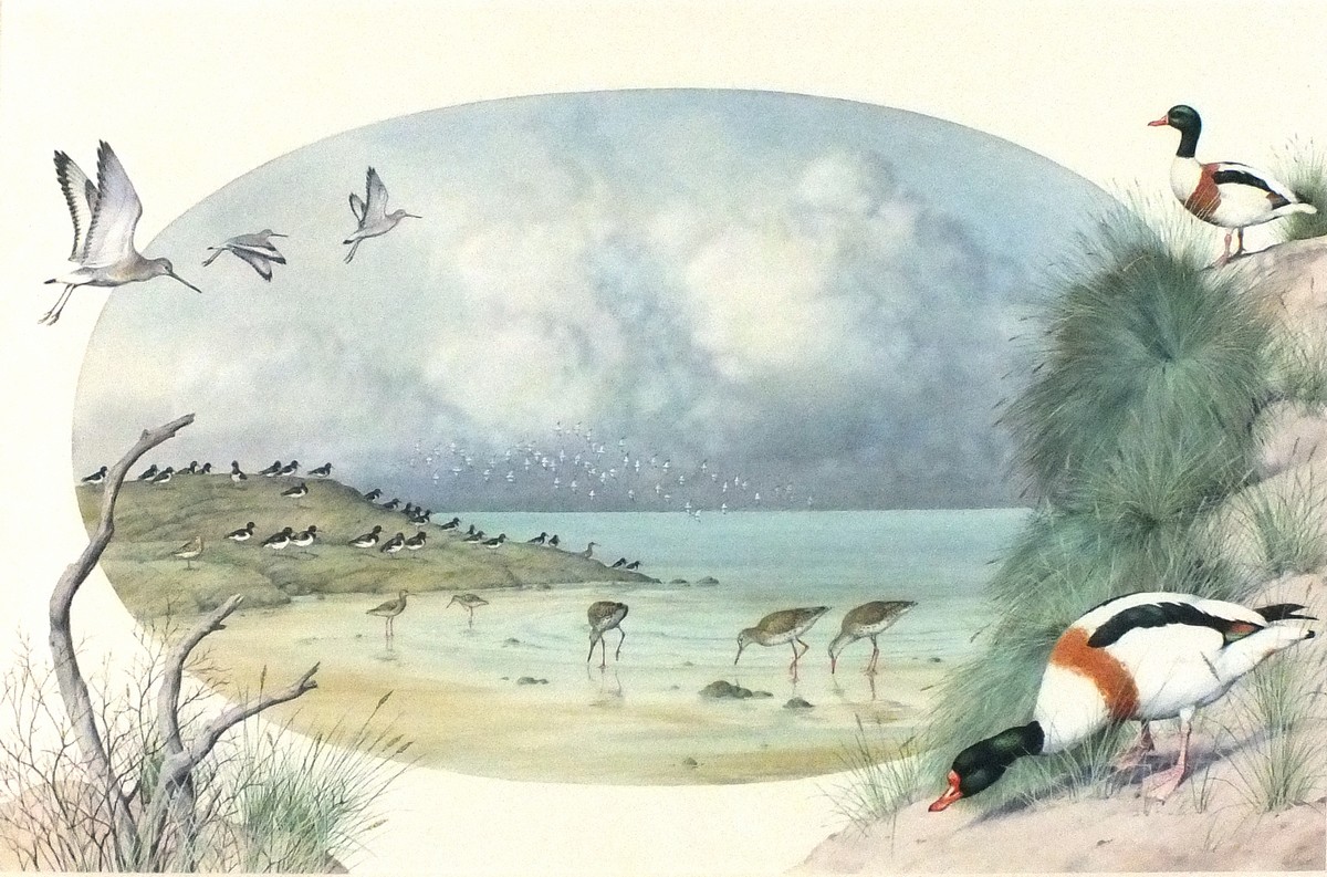 Peter BARRETT (British b. 1935) Waterfowl - an illustration painted as ...