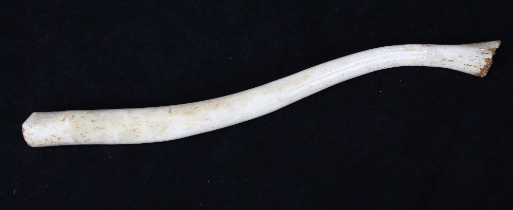 Inuit oosik club, executed in polished whale penis bone, 21"l