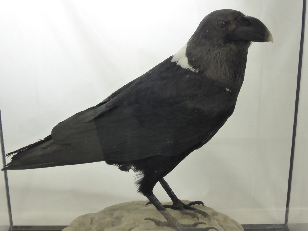 A Quality Taxidermy African White Collared Raven, by Carl Church ...