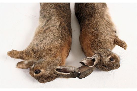 A Pair Of Taxidermy Hanging Dead Rabbits Original Film Props Used ...