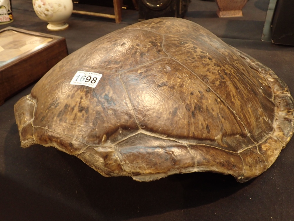 Large Loggerhead sea turtle shell 73 x 57 cm ( Article 10 present for ...