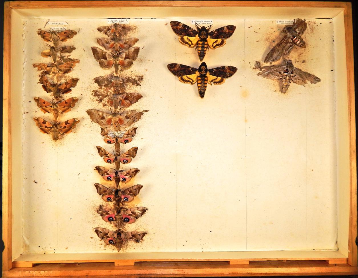 Lepidopterology: A Victorian Mahogany Lepidopterist's Specimen Cabinet ...