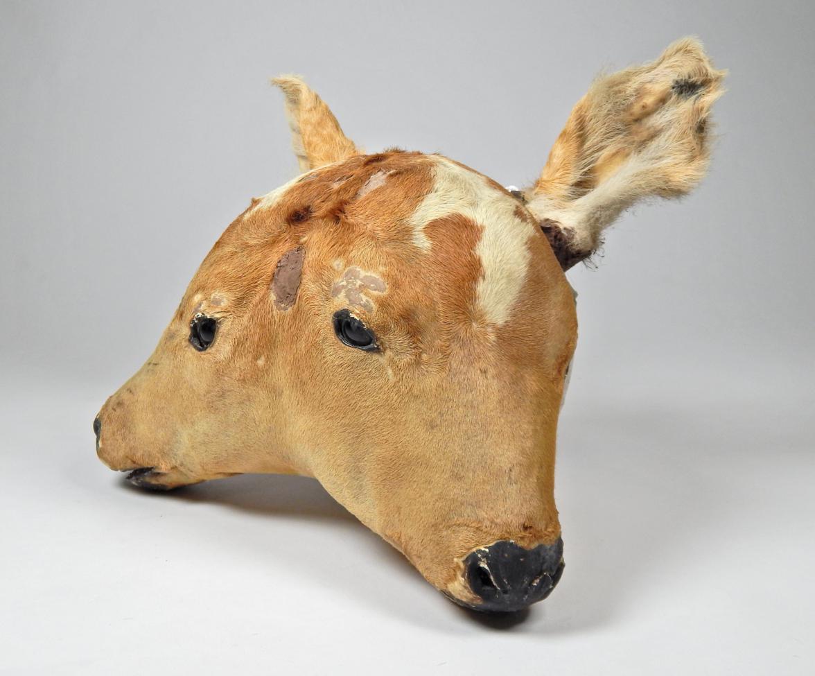 Taxidermy: An Very Unusual Polycephaly Specimen of a Twin Headed Calf ...