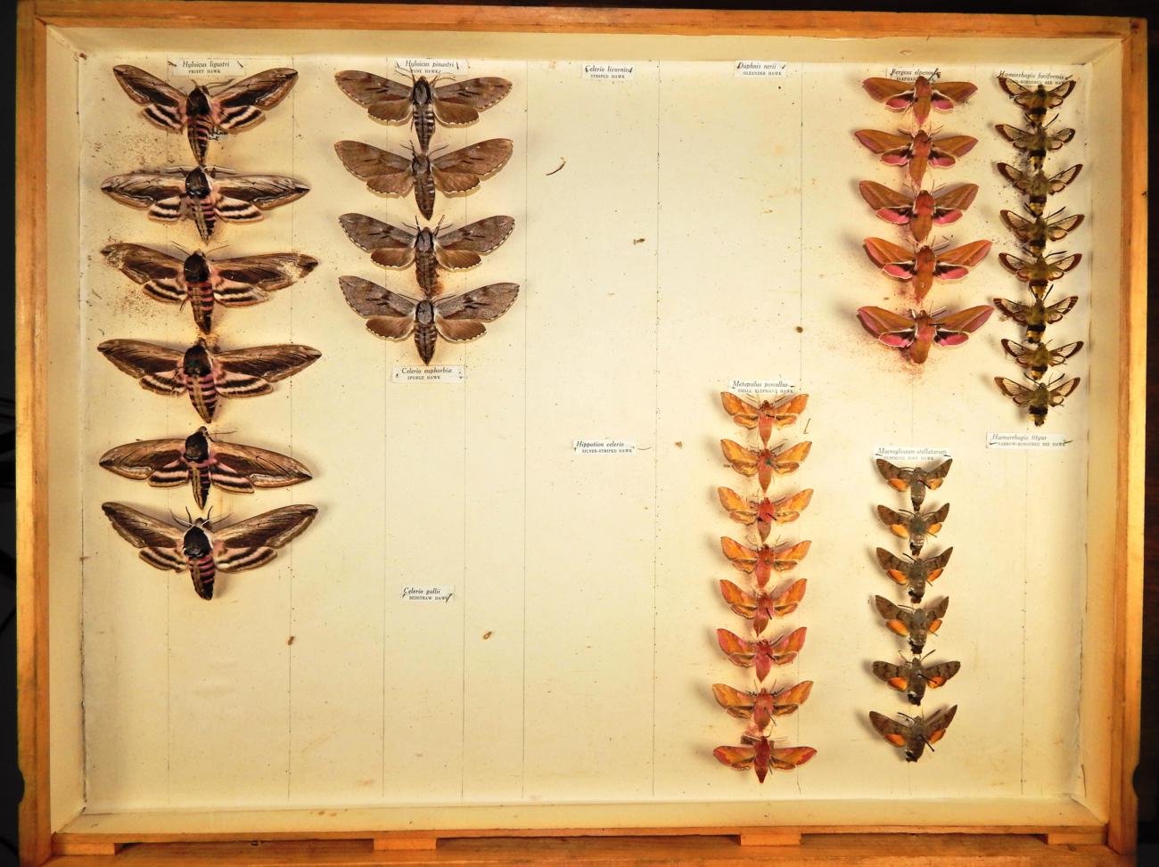 Lepidopterology: A Victorian Mahogany Lepidopterist's Specimen Cabinet ...