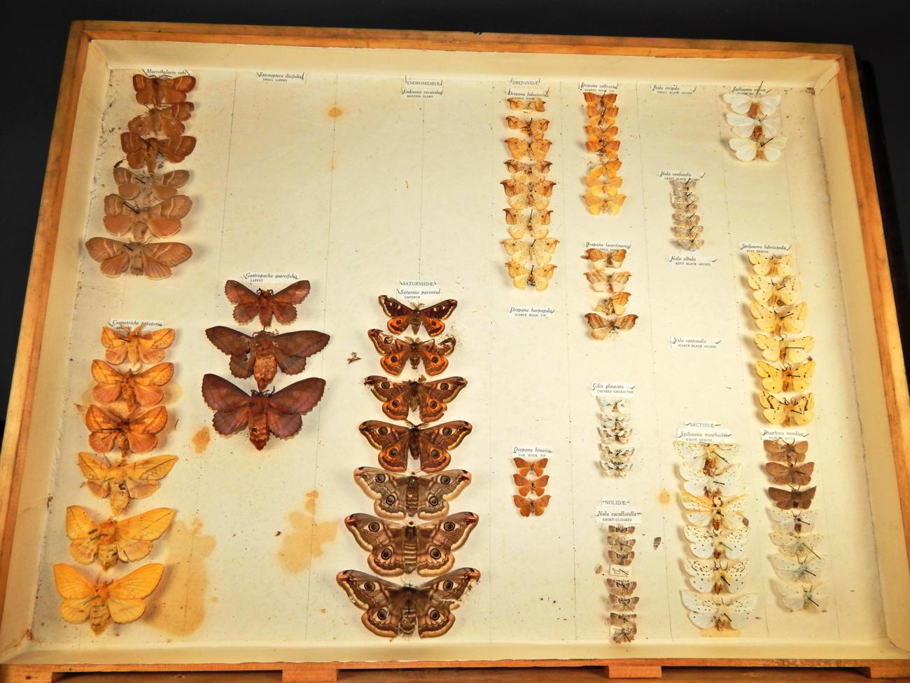 Lepidopterology: A Victorian Mahogany Lepidopterist's Specimen Cabinet ...