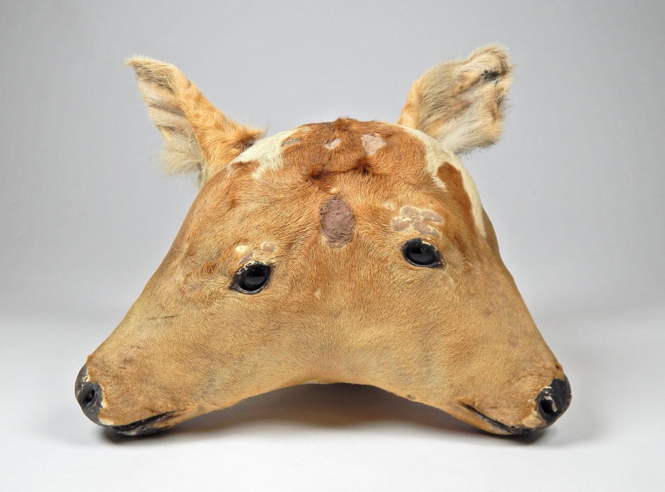 Taxidermy: An Very Unusual Polycephaly Specimen of a Twin Headed Calf ...