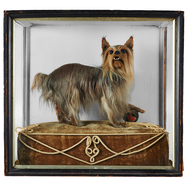 Taxidermy, dog diorama, full body mount of a Terrier with ball, 21 3/4 ...