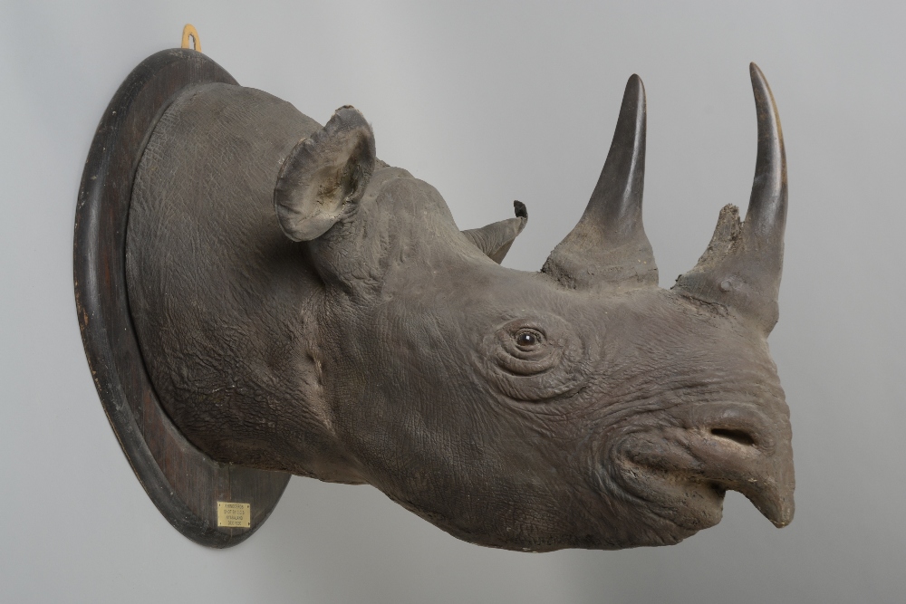 A 1920s' taxidermy Two Horned Black Rhinoceros Trophy Head on Shield ...