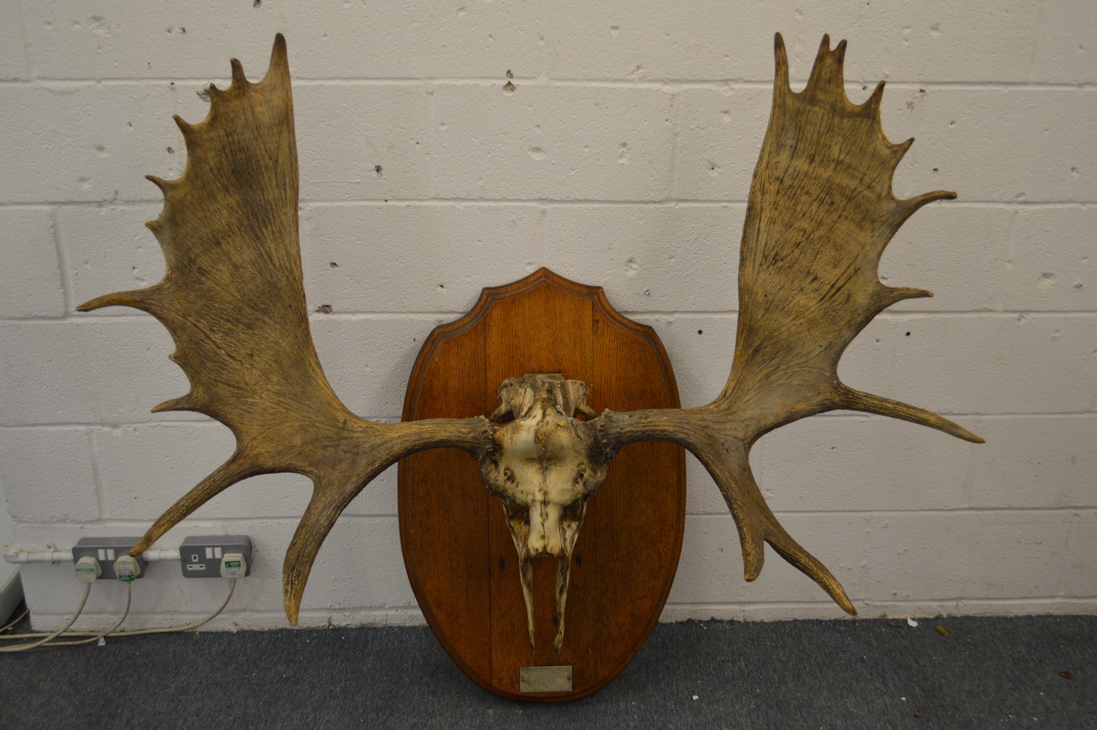A LARGE BULL MOOSE SKULL AND ANTLERS, mounted on an oak shield shape ...